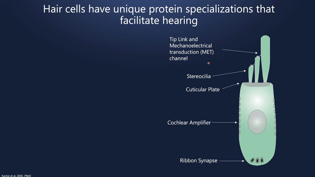 Hereditary Hearing Loss: New Innovations for Treatment - Eye & Ear ...