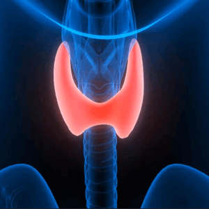 differentiated thyroid carcinoma treatment Archives - Eye & Ear ...